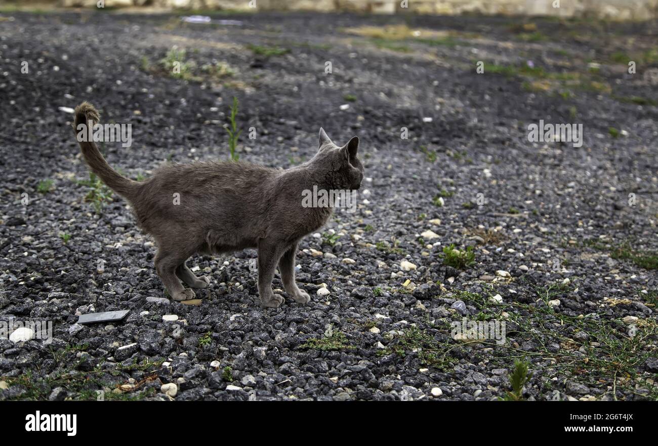 Gray stray cat, domestic animals and pets, mammals Stock Photo - Alamy