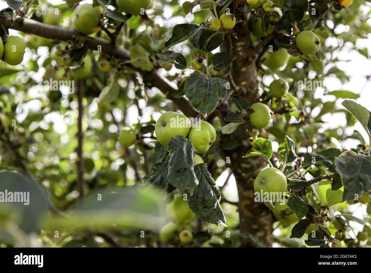 Apple tree with fruits, agriculture and organic food Stock Photo - Alamy