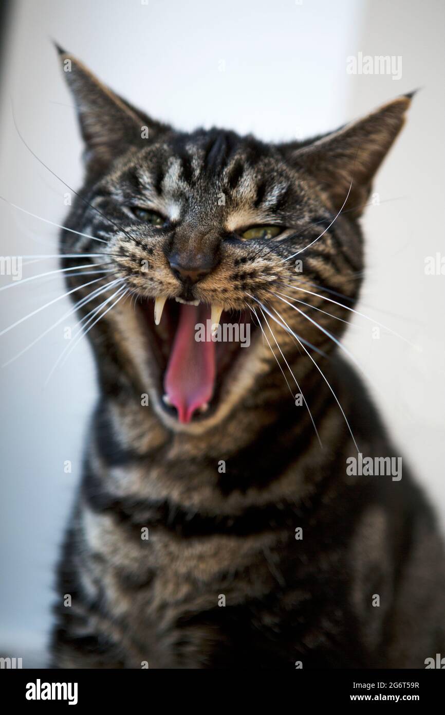 A tabby domestic cat shows his fangs Stock Photo - Alamy