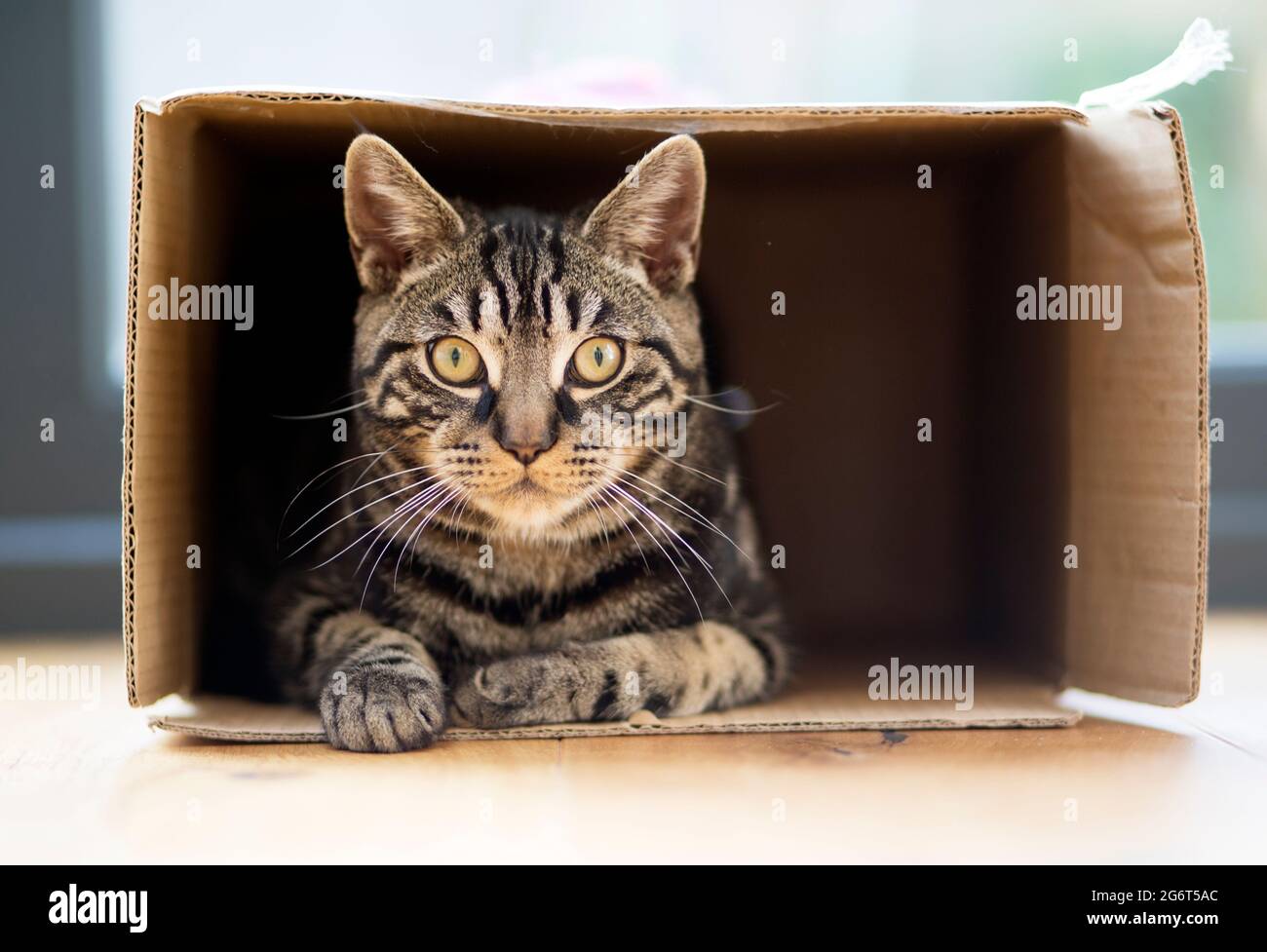 A tabby domestic cat in a cardboard box Stock Photo - Alamy