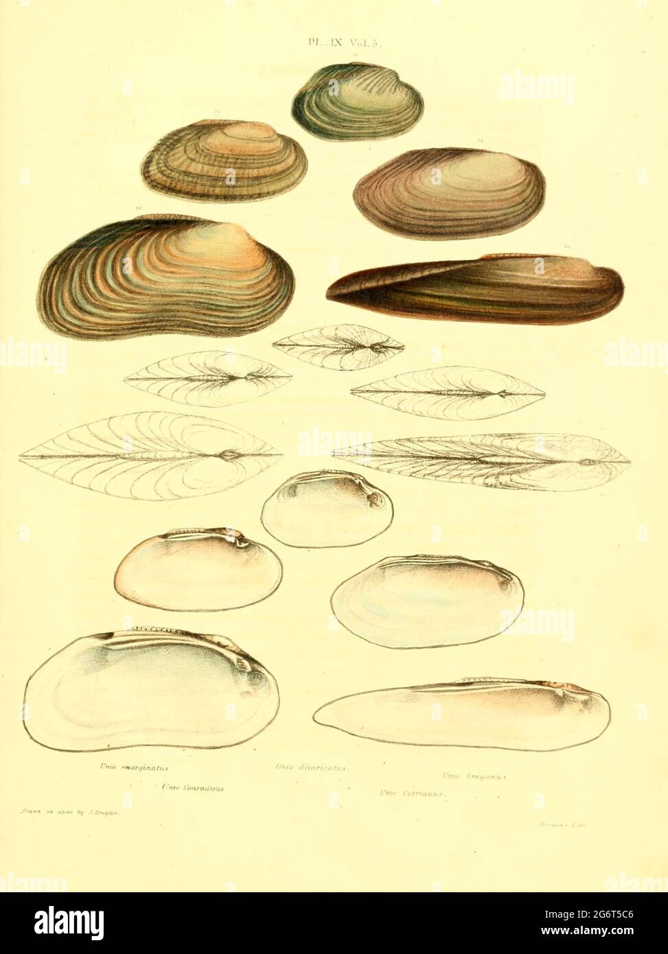 Starfish anatomy hi-res stock photography and images - Alamy