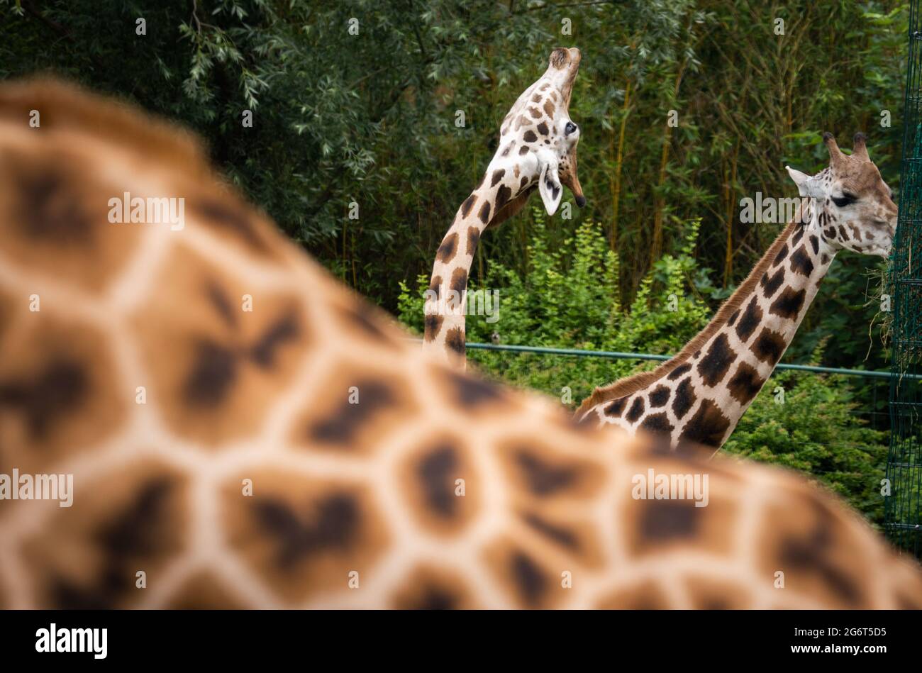 Kronberg, Germany. 08th July, 2021. A giraffe (M) does strange ...