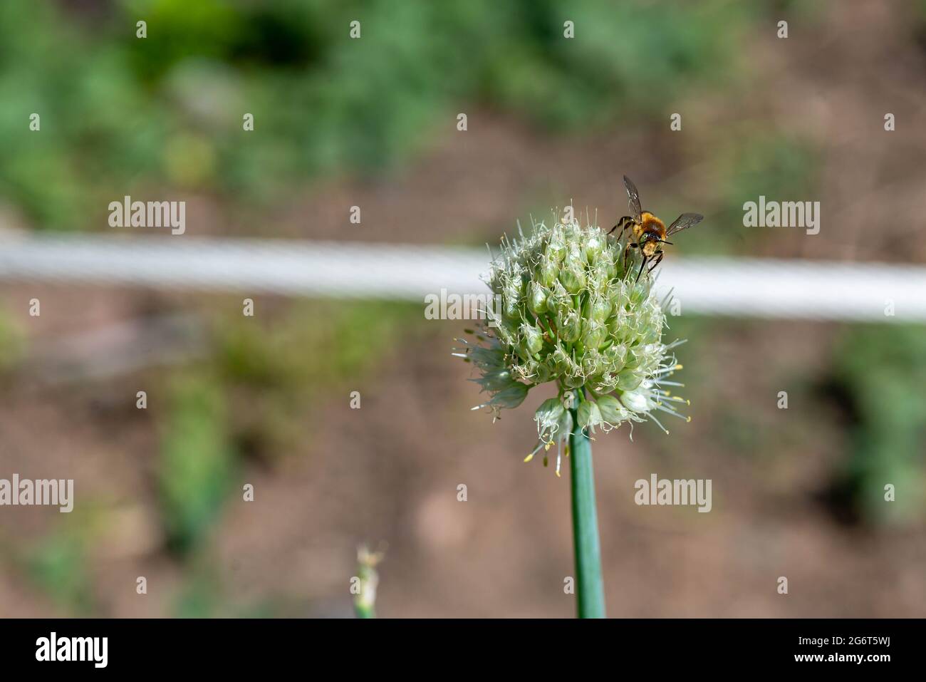 a little bee sat on an onion flower Stock Photo - Alamy