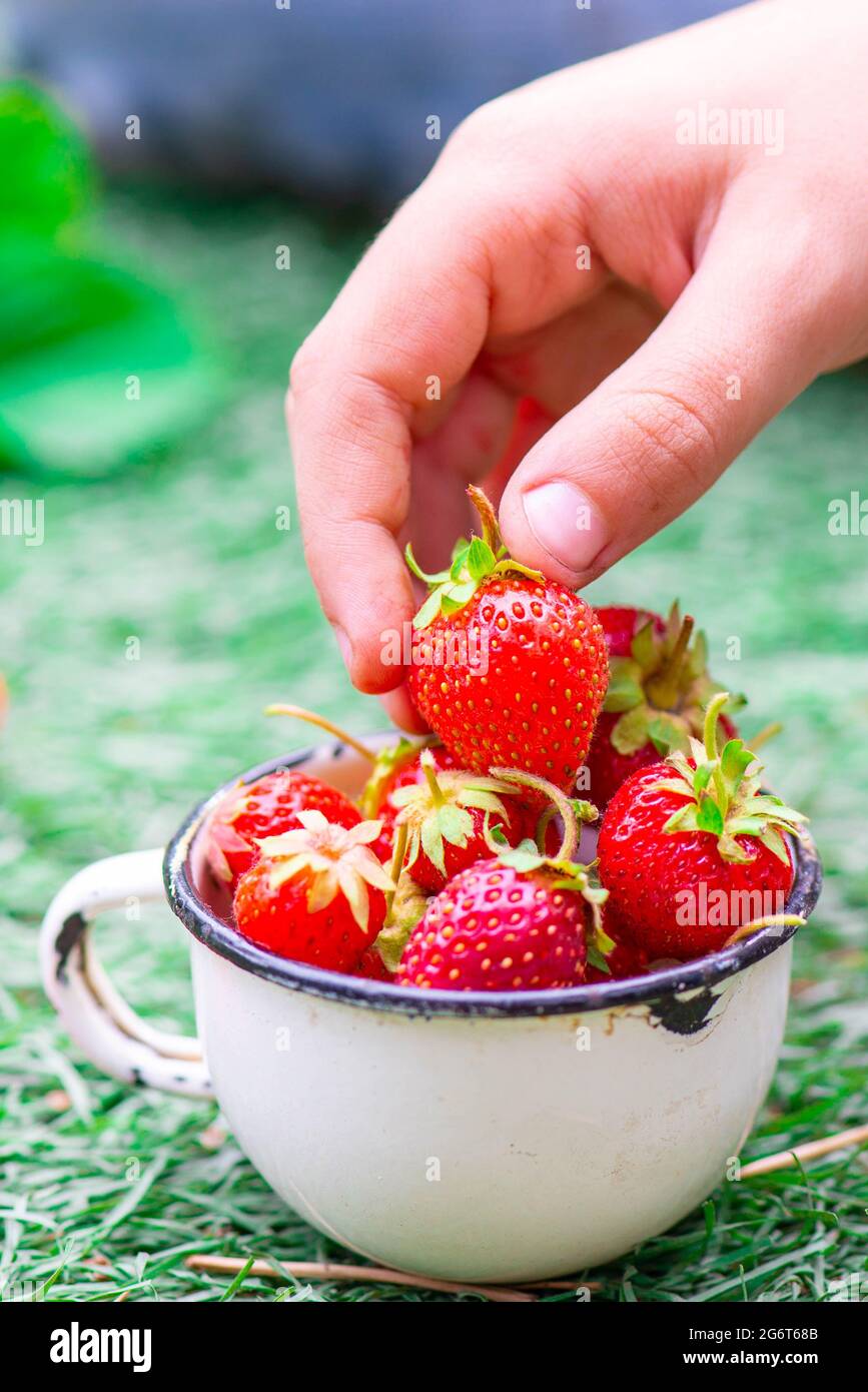 Organic farming strawberry technology hi-res stock photography and ...