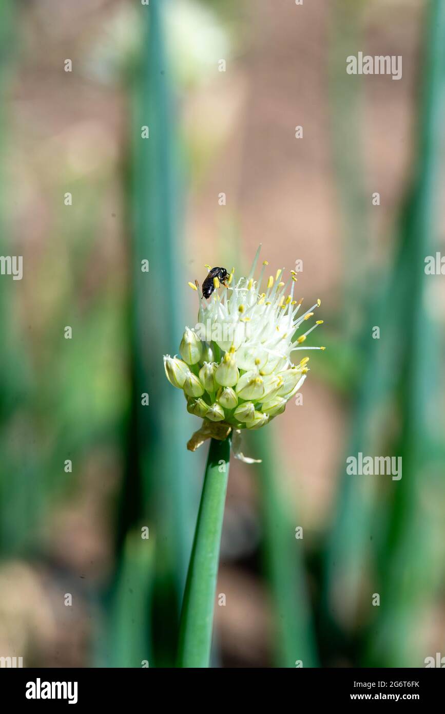 beautiful decorative bow grows on the lawn Stock Photo - Alamy