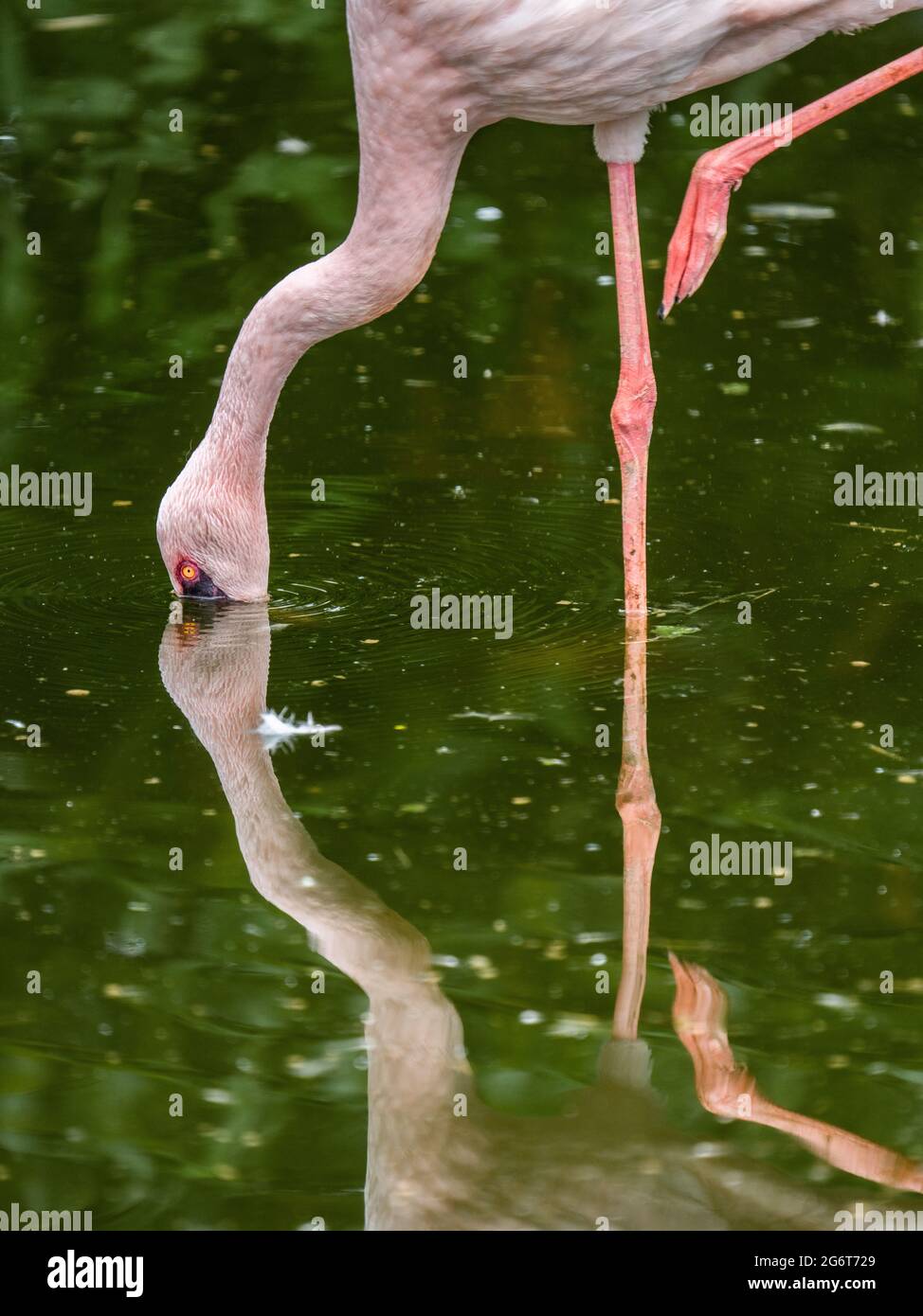 08 July 2021, Hessen, Kronberg: A flamingo filters the pond water in ...