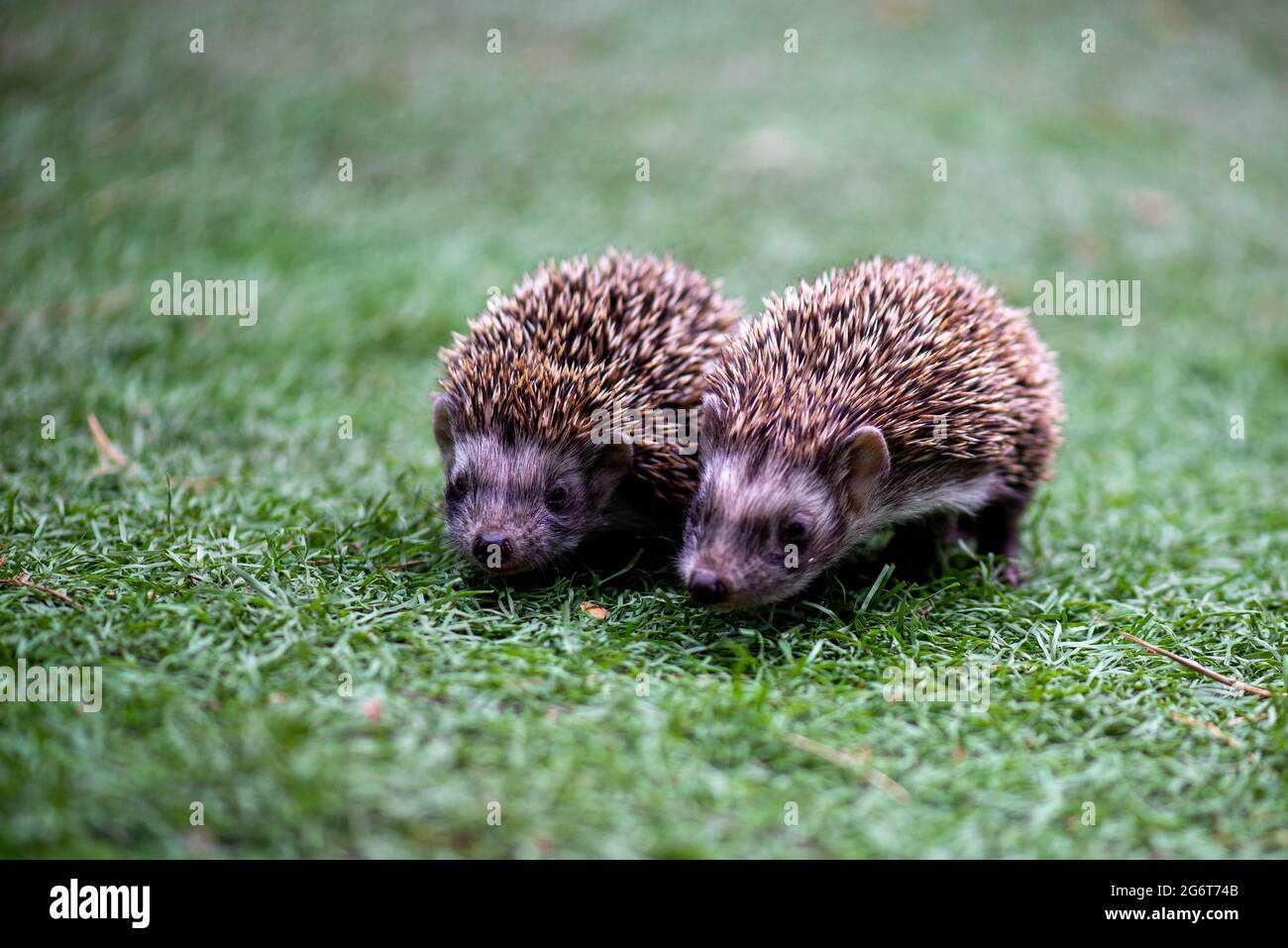 two hedgehogs running in a green meadow Stock Photo - Alamy