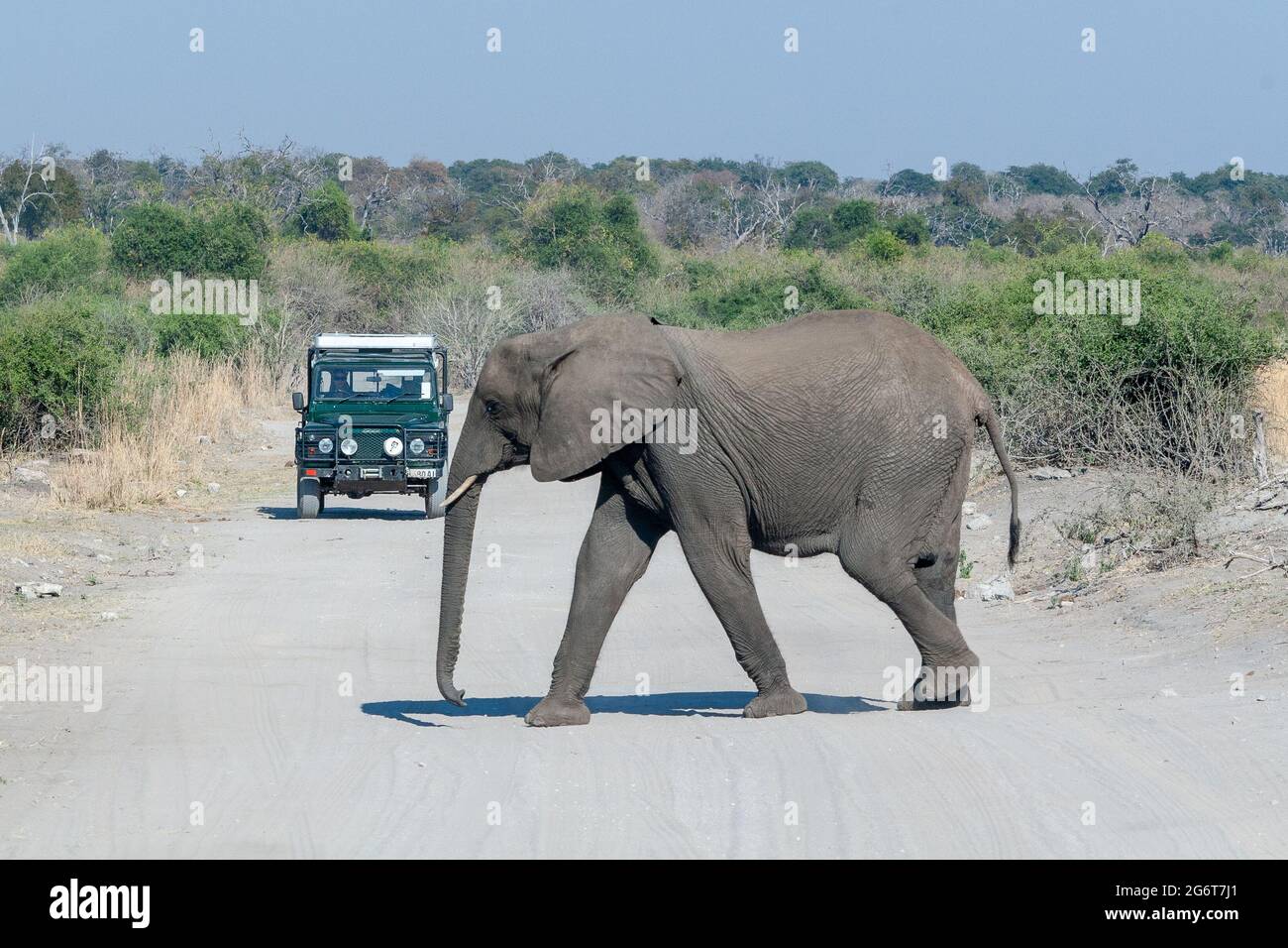 elephant road crossing botswana Stock Photo - Alamy