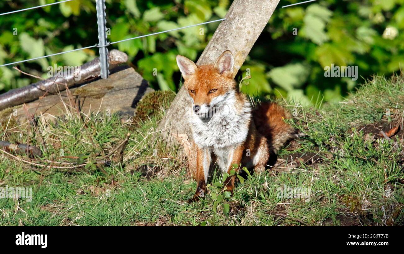 Male fox hi-res stock photography and images - Alamy