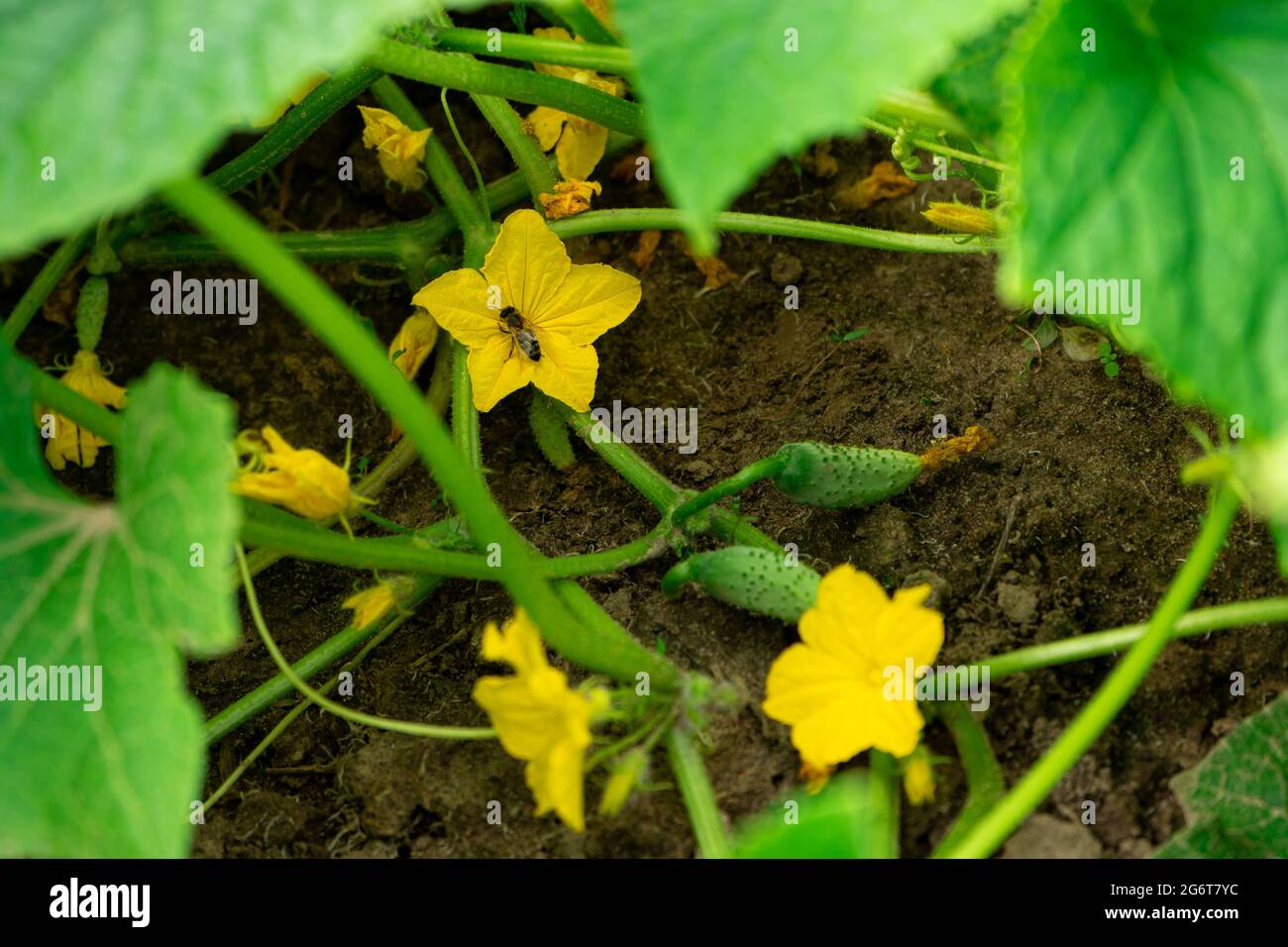 Cucumbers growing in a vegetable garden in summer with green fruits and ...