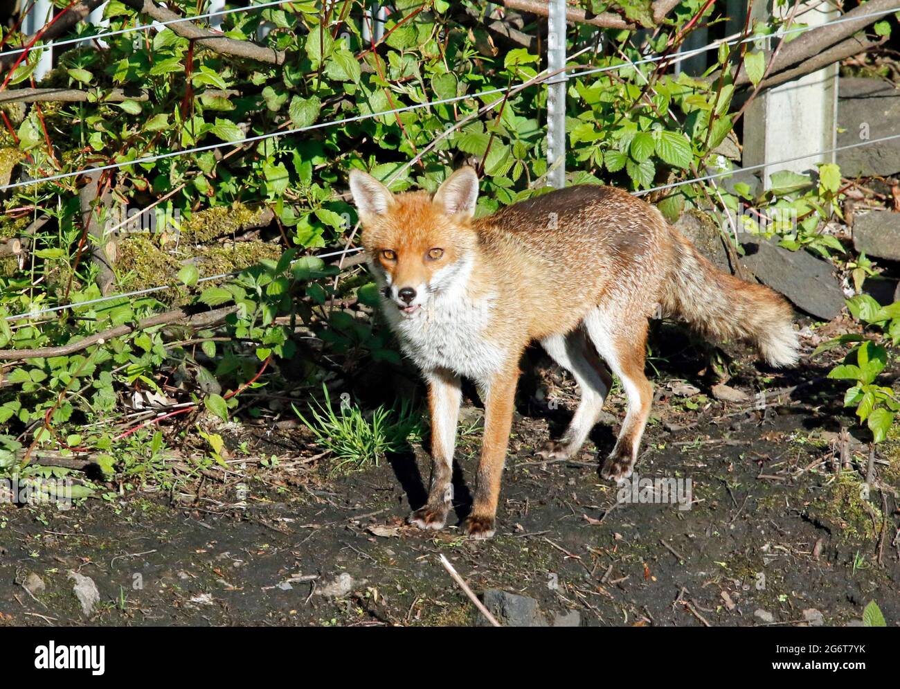 Male fox hi-res stock photography and images - Alamy