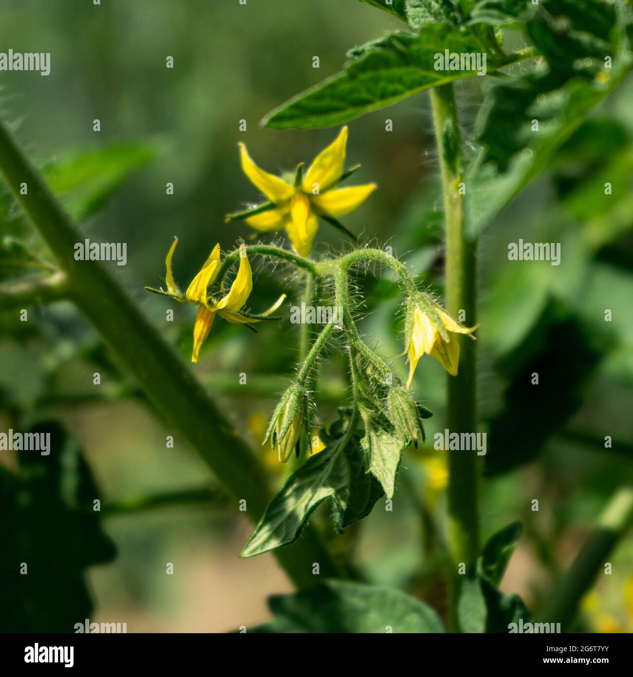 Bush tomato plant flowers hi-res stock photography and images - Alamy