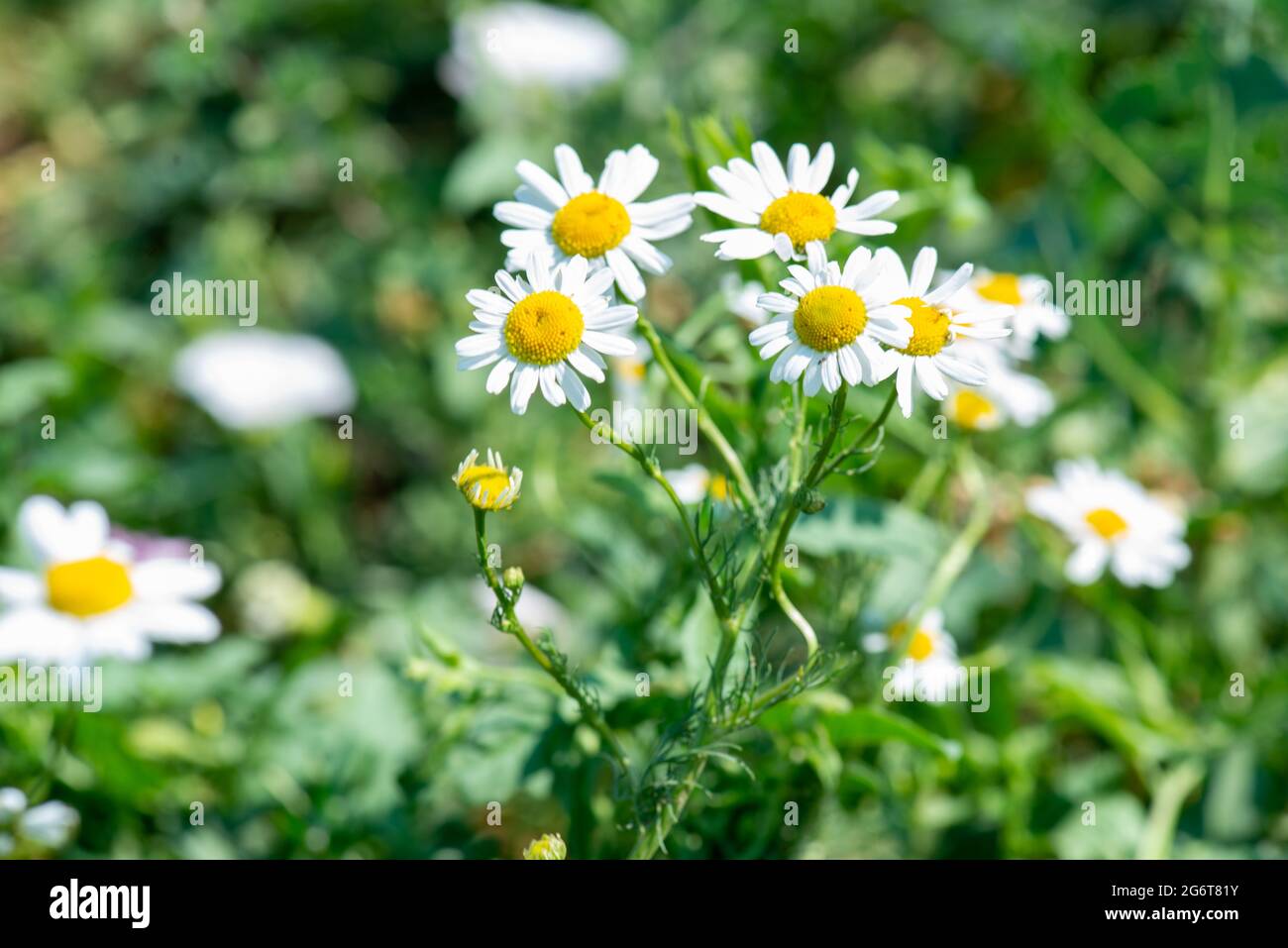 many small daisies bloom on the lawn Stock Photo - Alamy