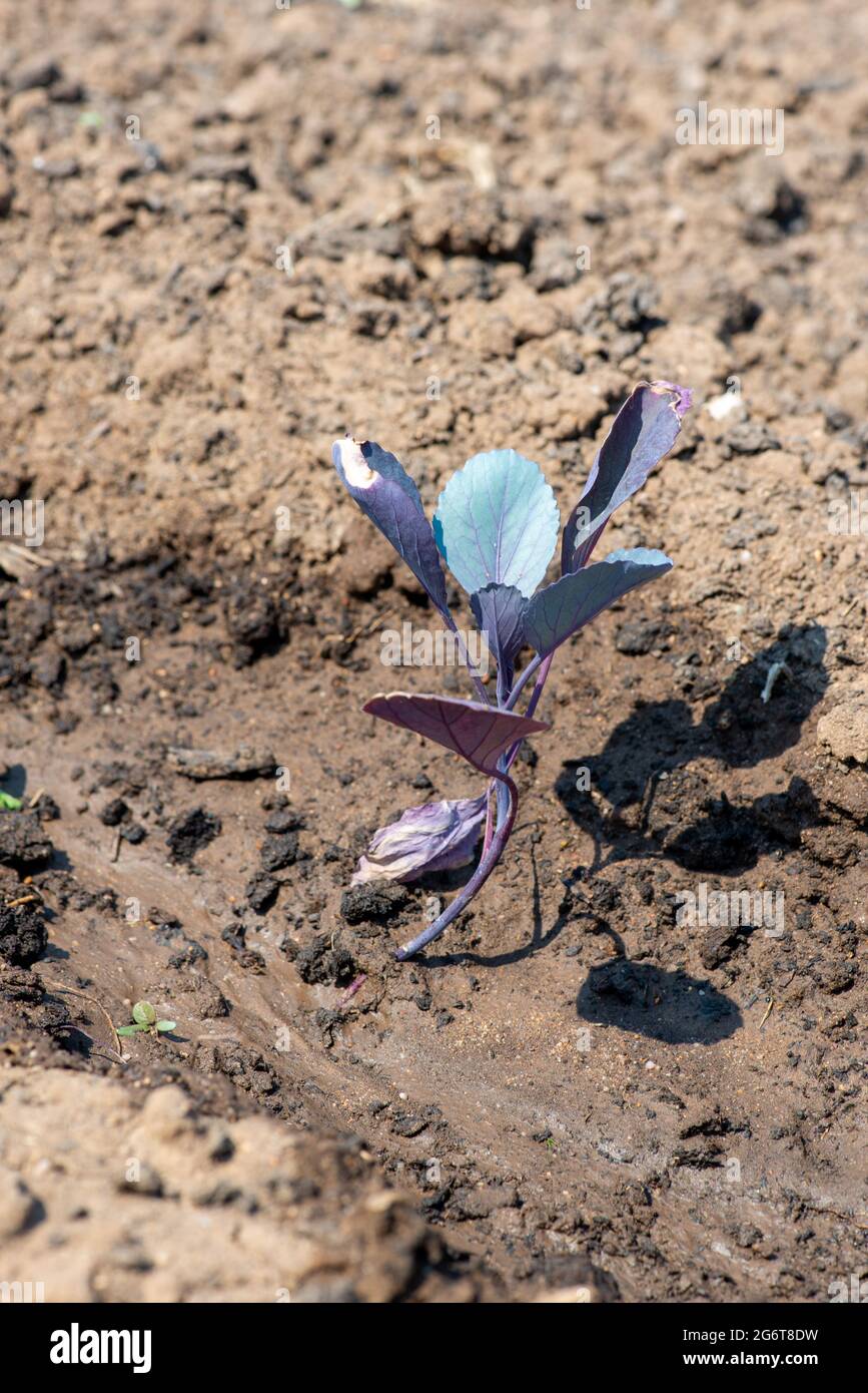 one purple cabbage growing in a hole Stock Photo - Alamy