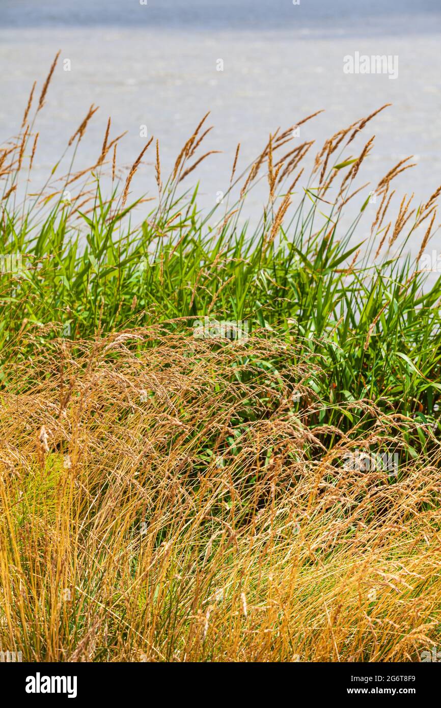 Dry grass and green grass against a water background along the Fraser ...