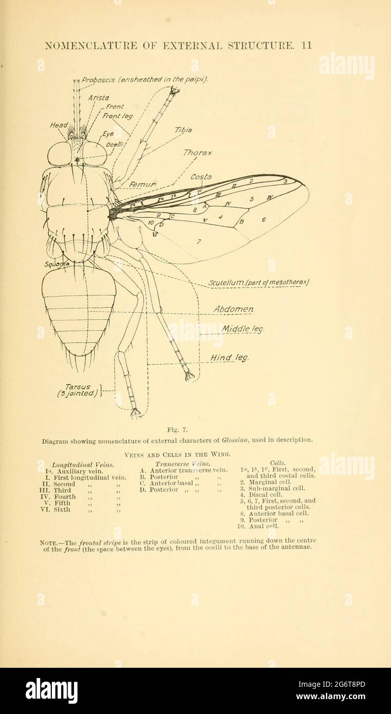 Tsetse flies hi-res stock photography and images - Alamy