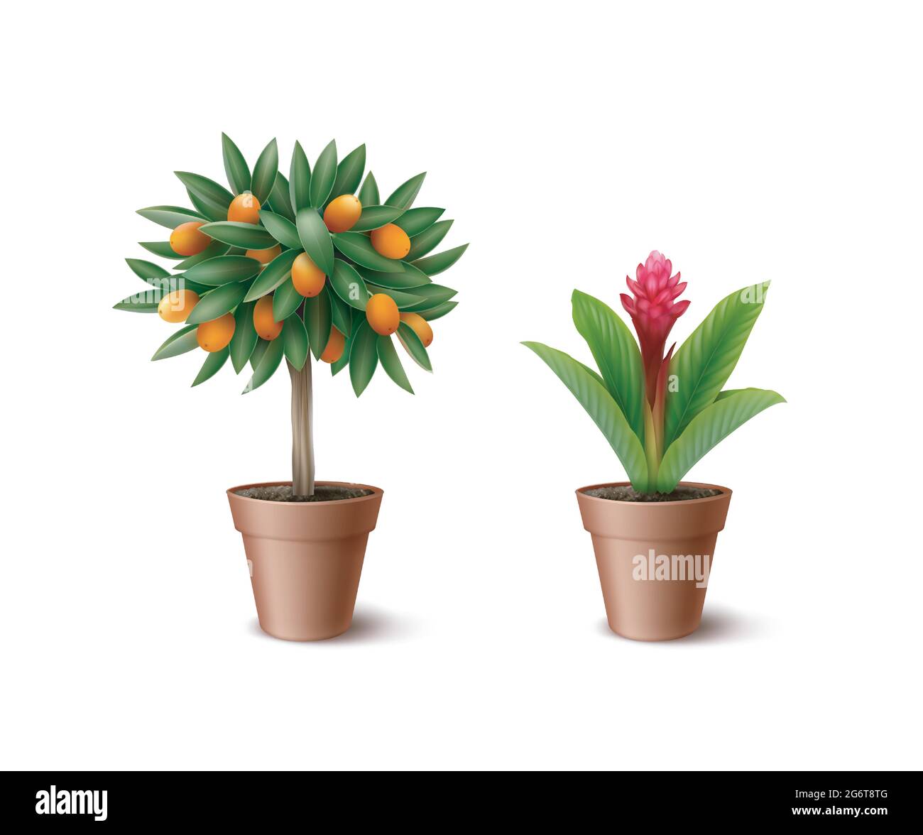 Fruit in clay pots Stock Vector Images - Alamy