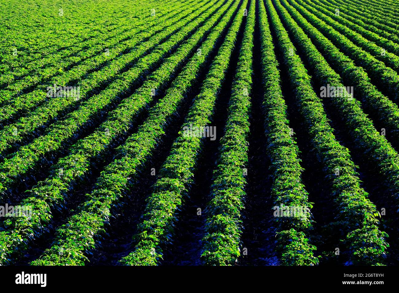 Farm field of lush green crops growing in lines rows Stock Photo - Alamy