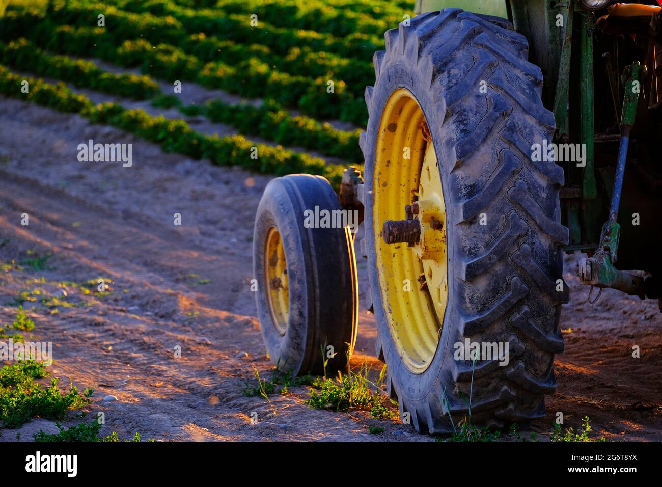 Old farm tractor in field with growing crops and late sunlight Stock ...