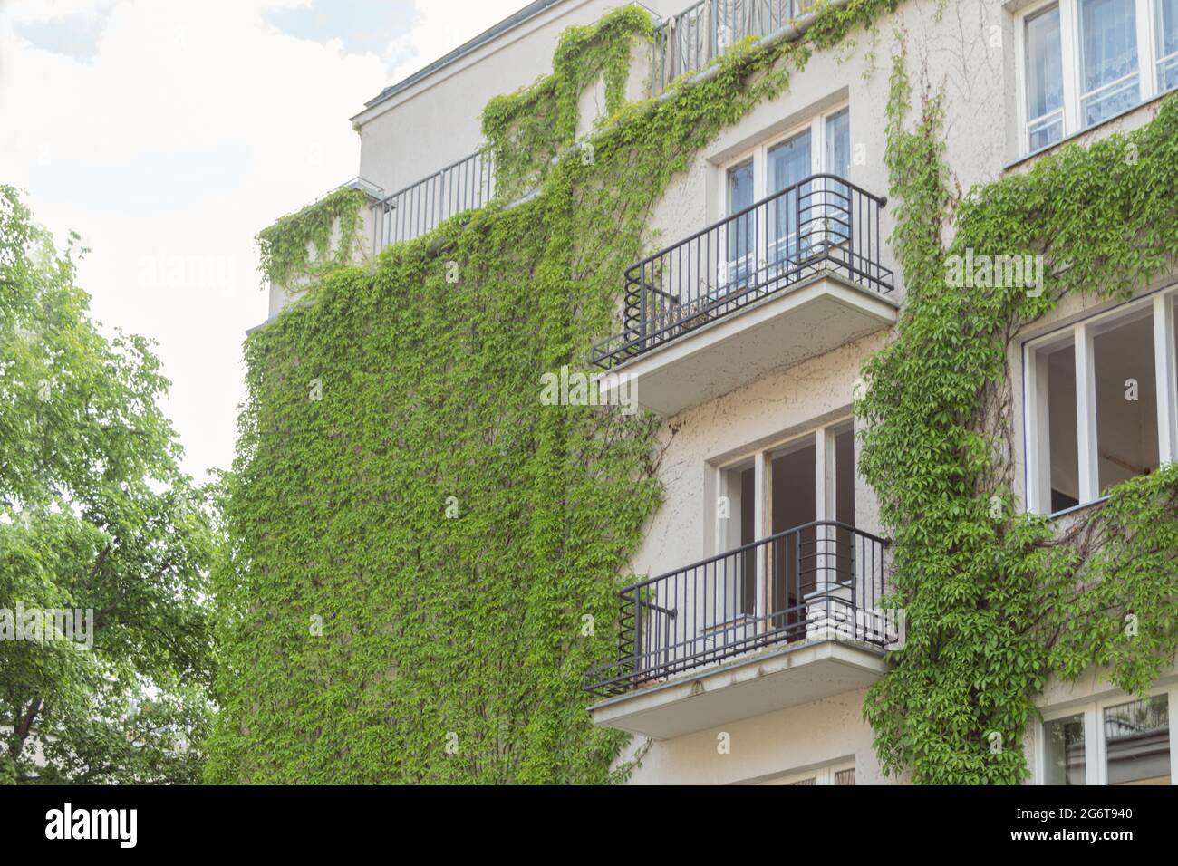 The multi-storey building is covered with wild grapes. A multi-storey ...