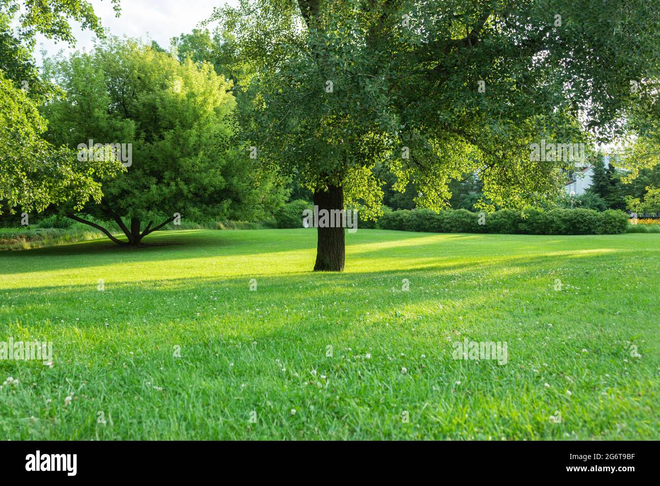 Beautiful park landscape with lawn and trees. Manicured lawn and trees ...