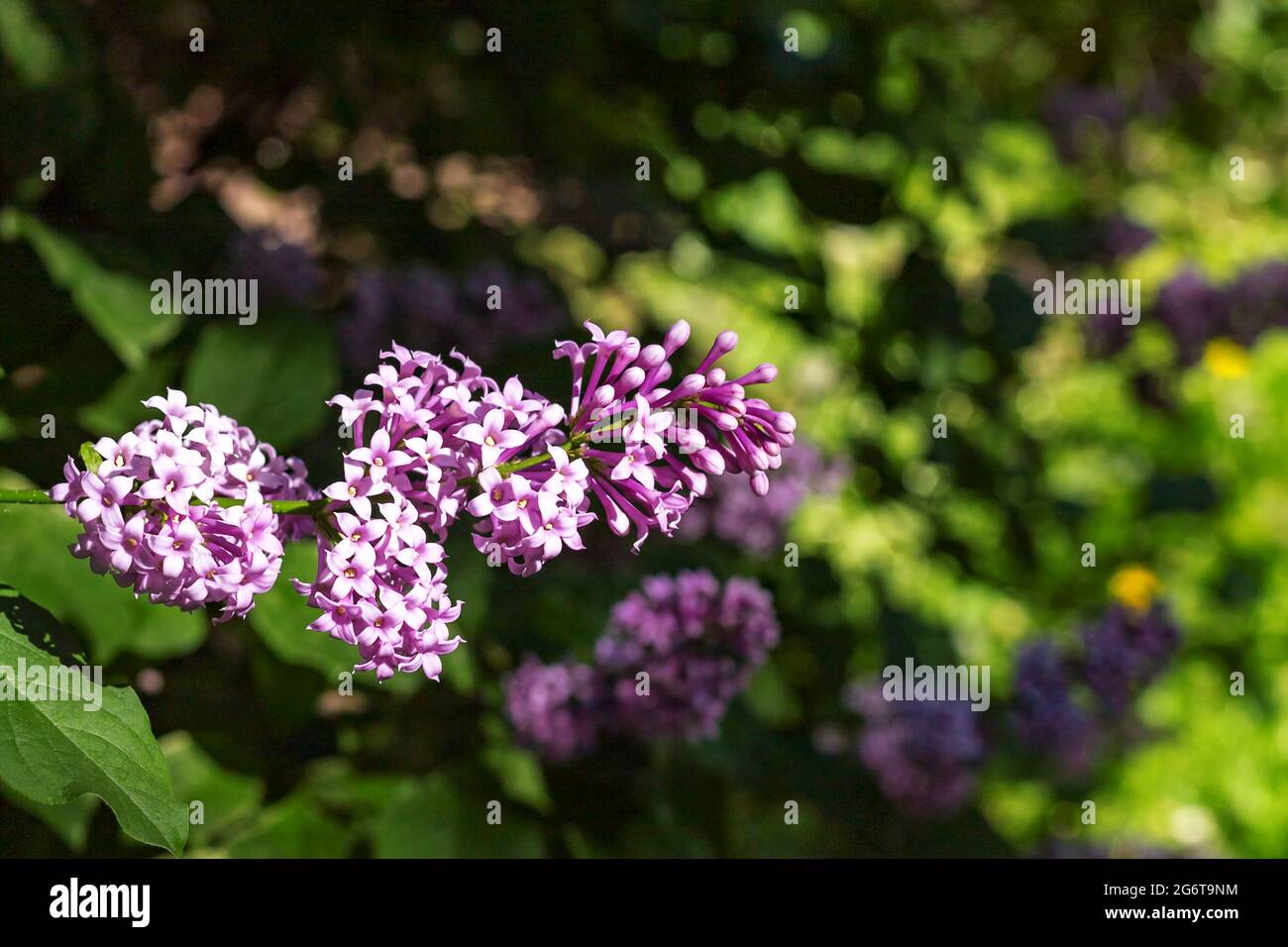 Beautiful purple Chinese lilac Syringa chinensis flowers on dark green ...