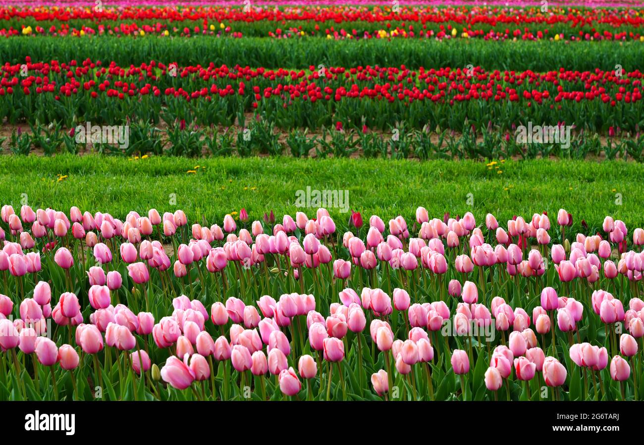View of a colorful tulip field with flowers in bloom in Cream Ridge ...