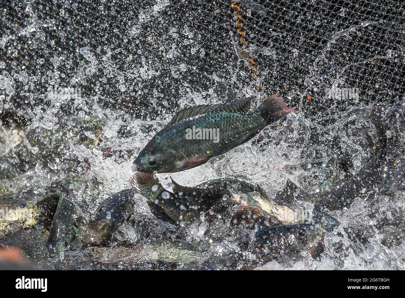 Batangas. 8th July, 2021. Tilapia fish are seen near Taal volcano ...
