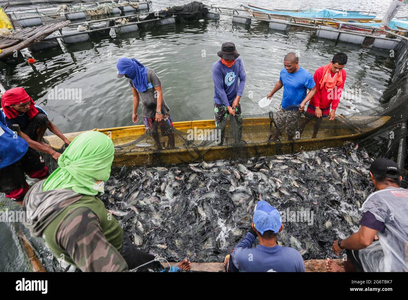 Batangas. 8th July, 2021. Fishermen collect tilapia fish near Taal ...