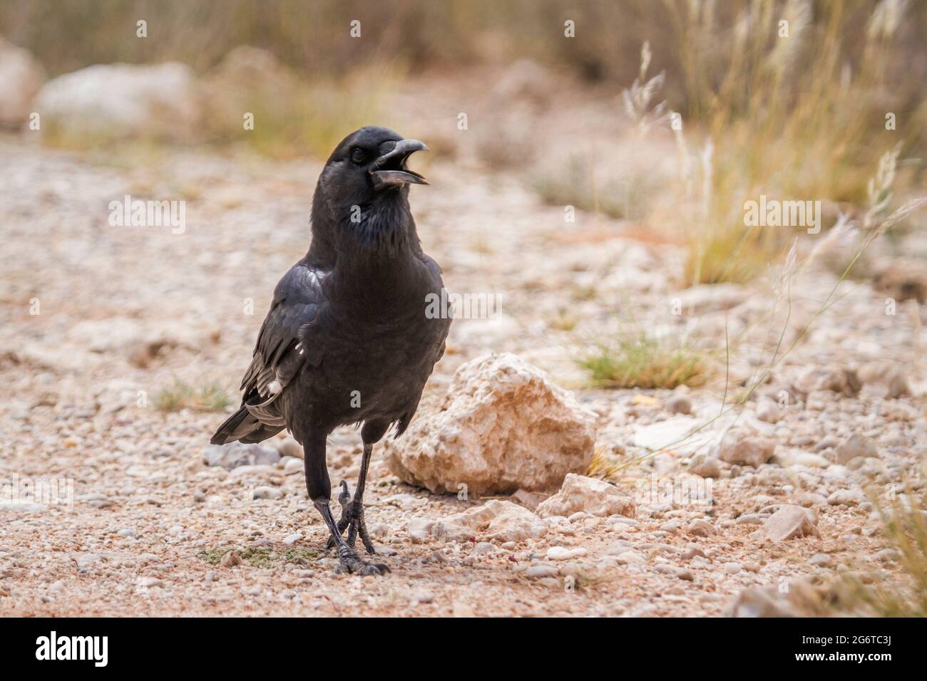 Cape Crow walking on ground in Kgalagadi transfrontier park, South ...