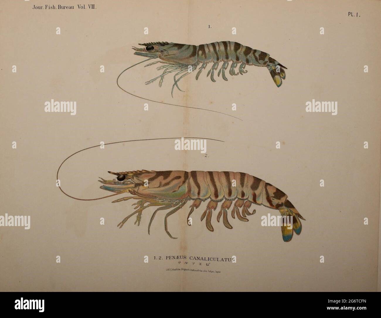 Penaeus hi-res stock photography and images - Alamy