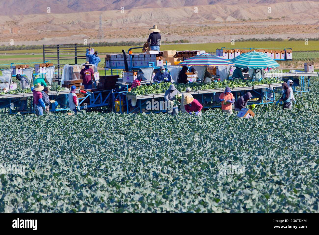 Hispanic field workers, wearing Covid-19 virus mask, harvesting ...