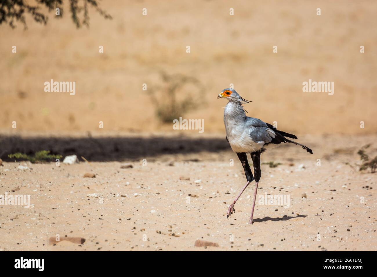 Secretary bird walking in desert in Kgalagadi transfrontier park, South ...
