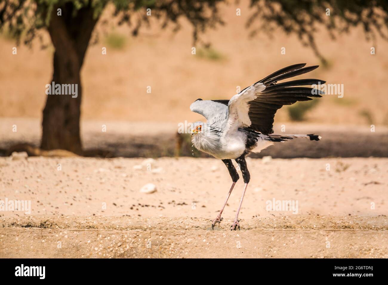 Secretary bird drinking and spreading wings in Kgalagadi transfrontier ...