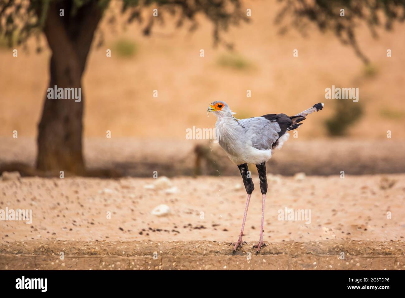 Secretary bird drinking in waterhole in Kgalagadi transfrontier park ...