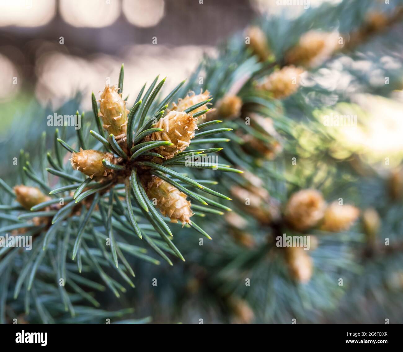 Spruce buds in spring. Pine buds. Christmas tree cones. Background ...