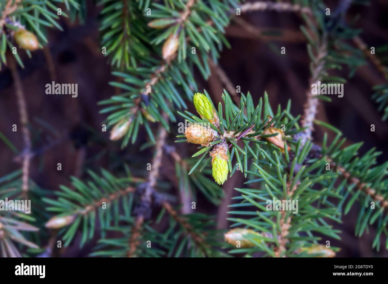 Spruce buds in spring. Pine buds. Christmas tree cones. Background ...