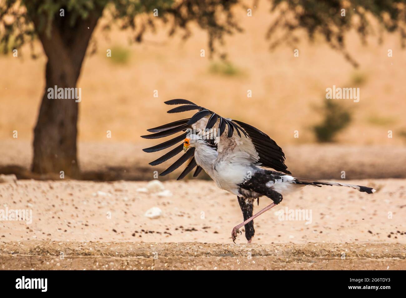 Secretary bird drinking and spreading wings in Kgalagadi transfrontier ...