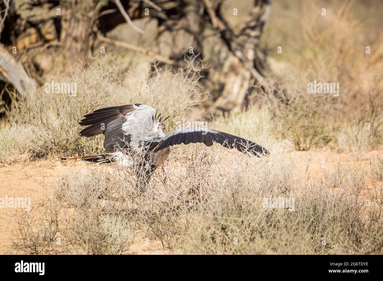 Secretary bird hunting with spread wings in Kgalagadi transfrontier ...
