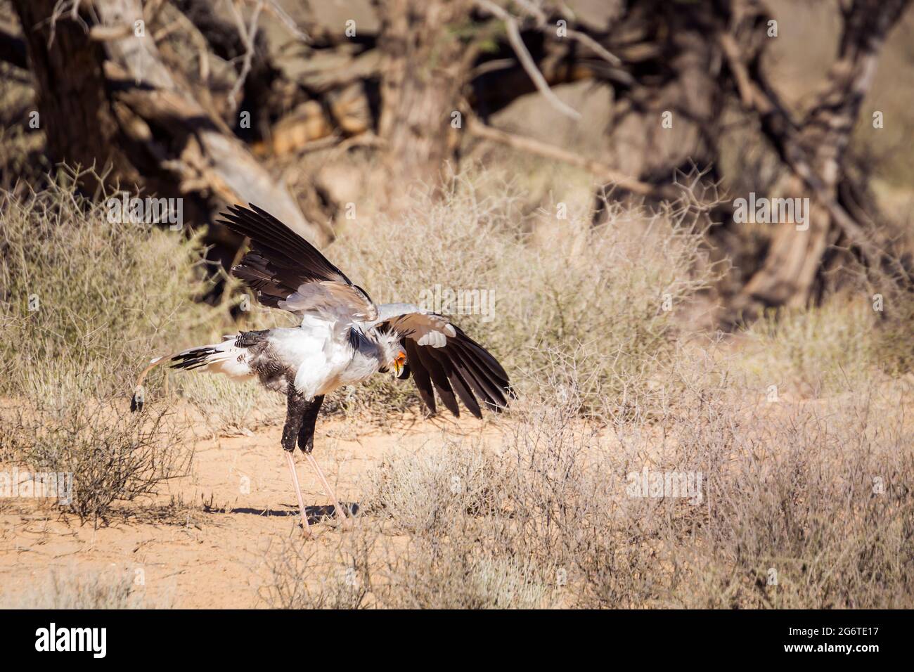 Secretary Bird Hunting High Resolution Stock Photography and Images - Alamy