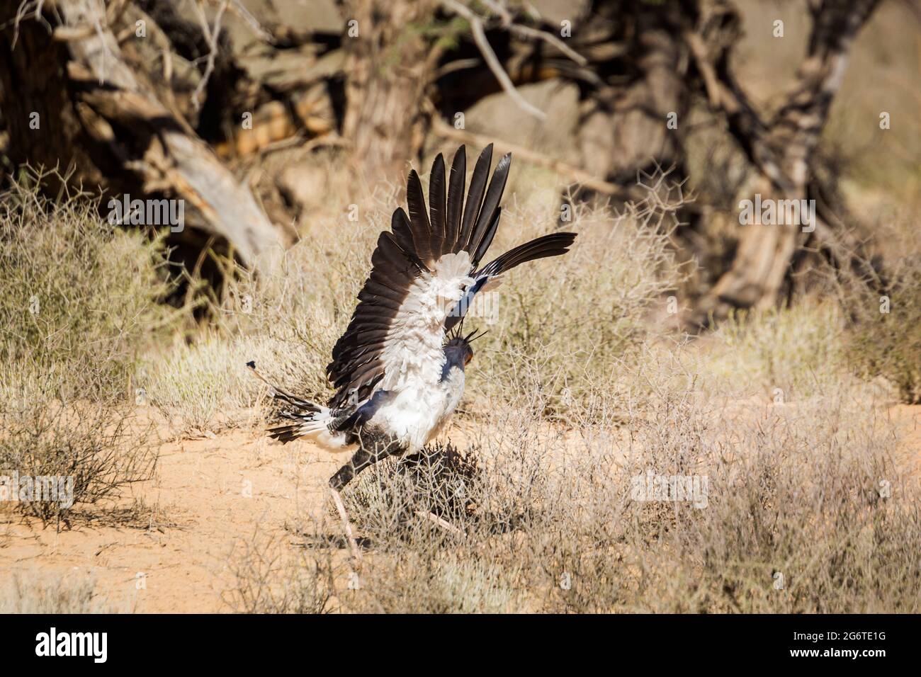 Secretary bird hunting with spread wings in Kgalagadi transfrontier ...