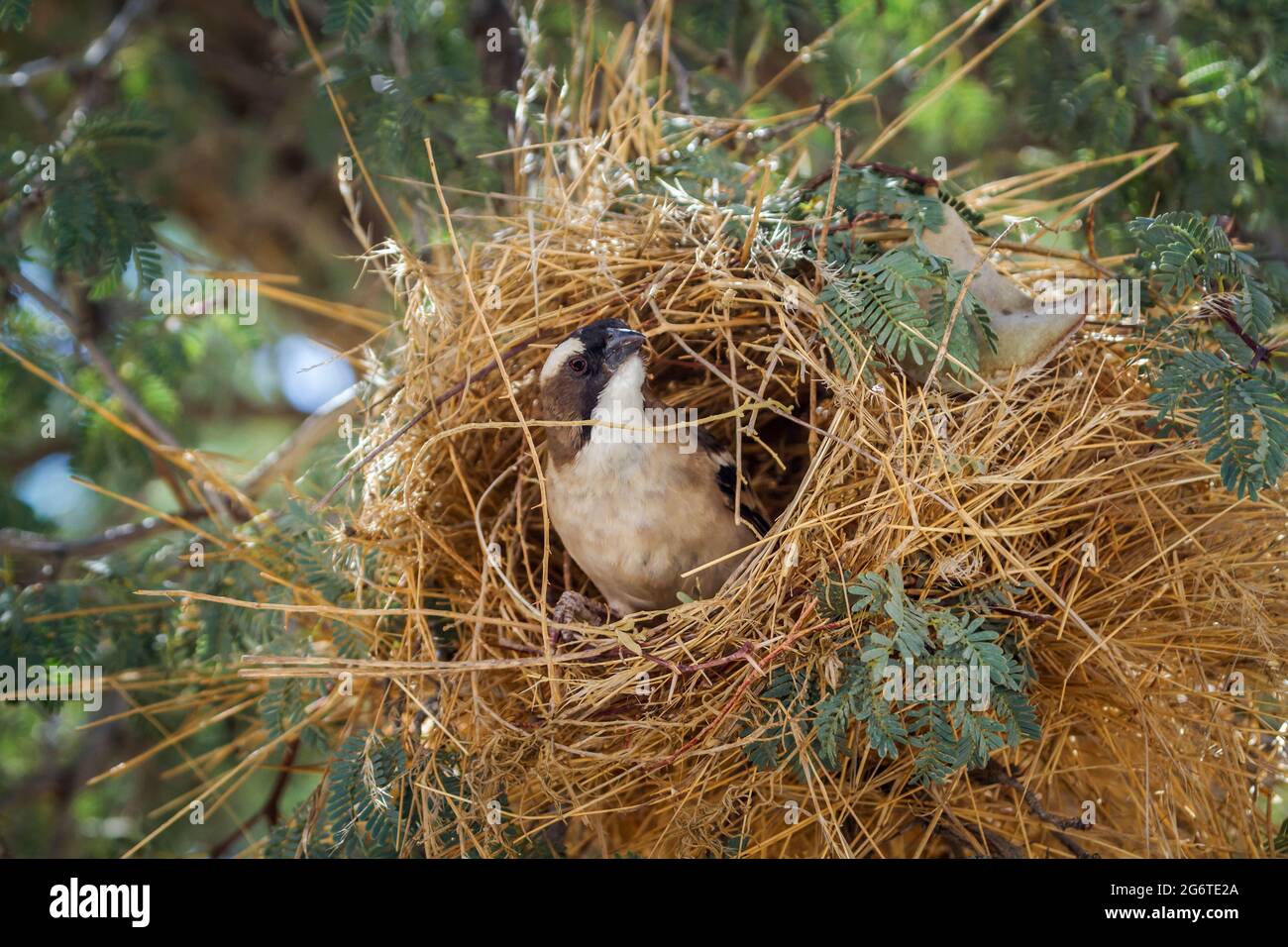Sparrow Nest Building High Resolution Stock Photography and Images - Alamy