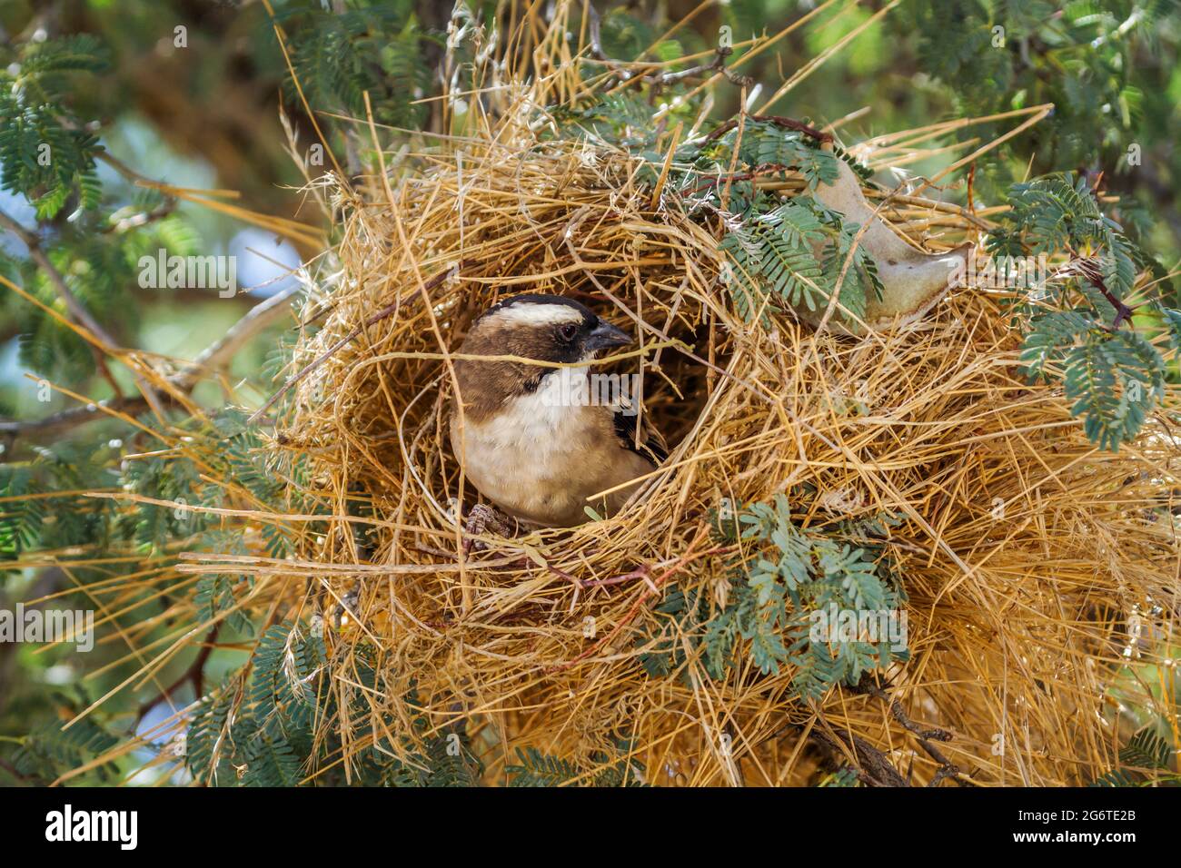 Sparrow Nest Building High Resolution Stock Photography and Images - Alamy