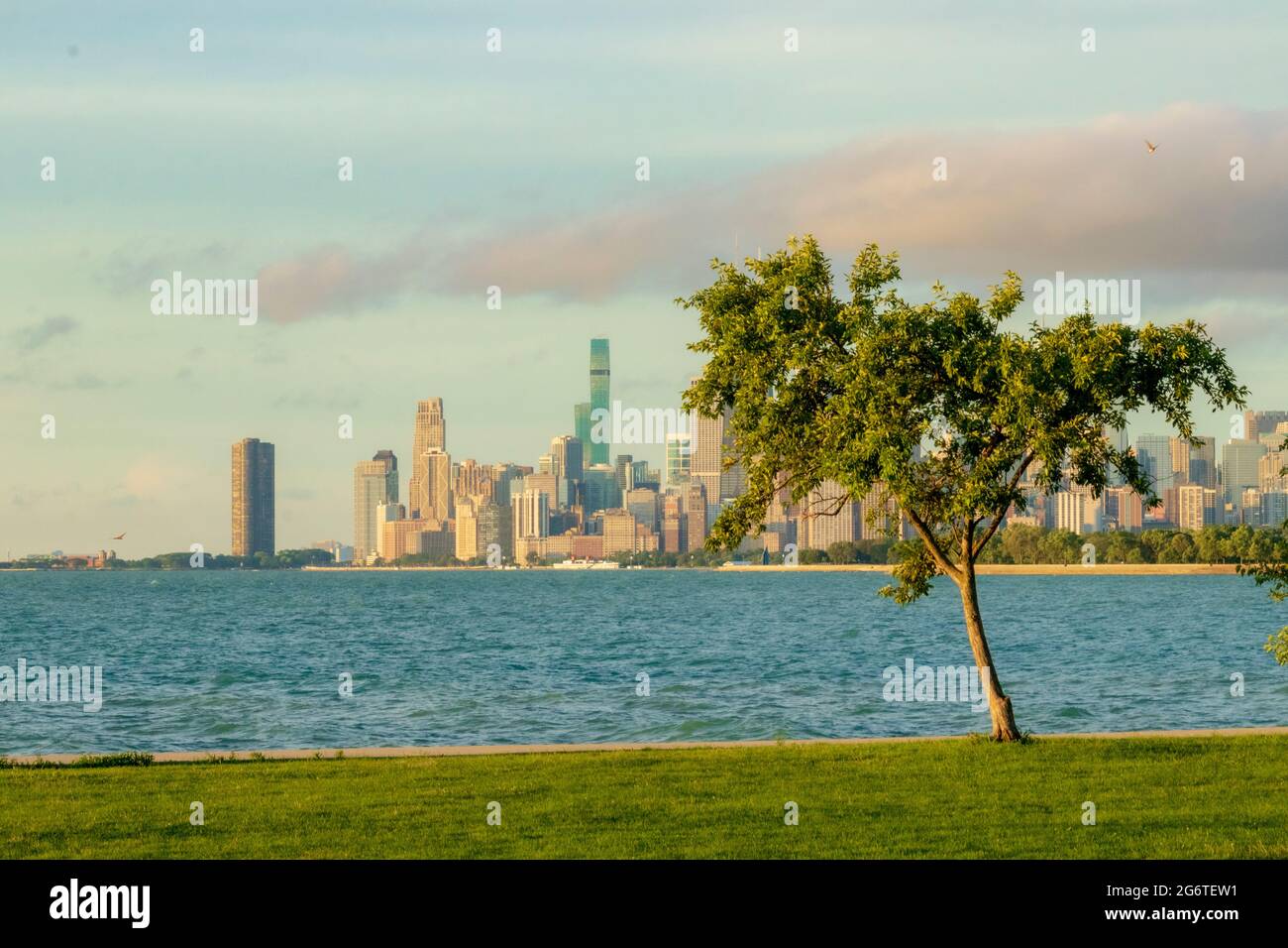 Single Tree over looking the Chicago Skyline Stock Photo - Alamy