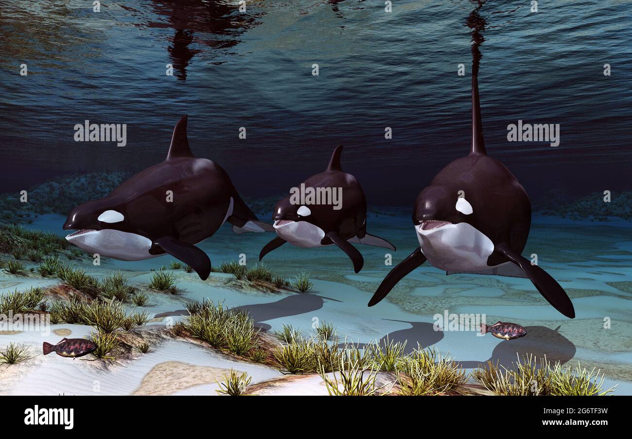 Three killer whales Stock Photo - Alamy