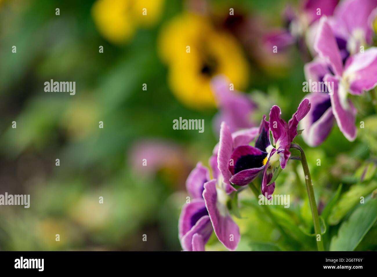 Garden pansy large flowered hybrid plant cultivated as a garden flower ...