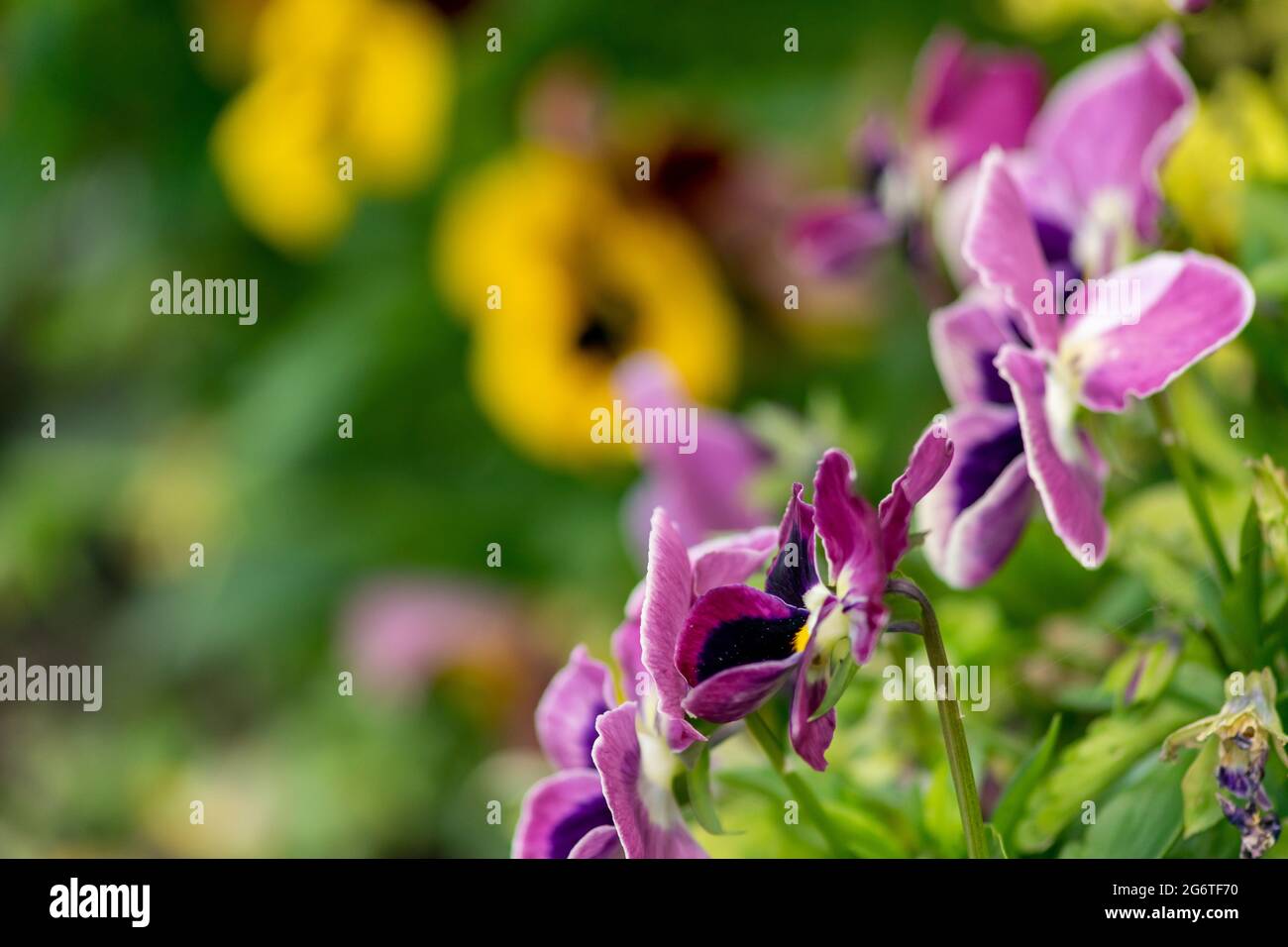 Garden pansy large flowered hybrid plant cultivated as a garden flower ...