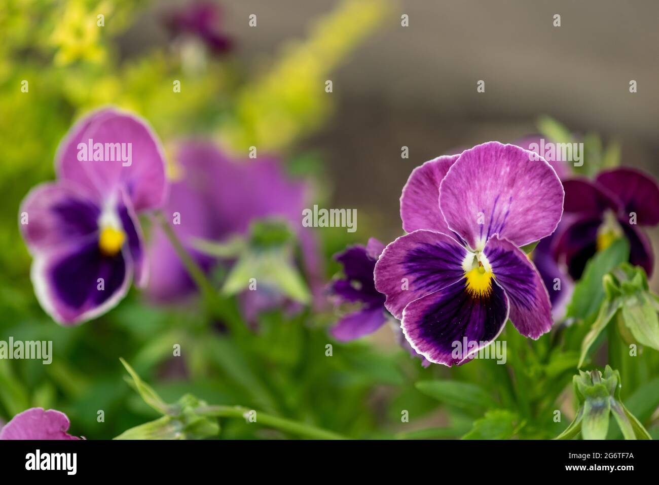 Arrangement of hybridization hi-res stock photography and images - Alamy