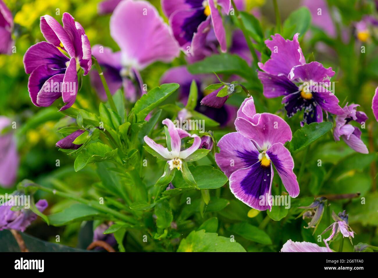 Arrangement of hybridization hi-res stock photography and images - Alamy