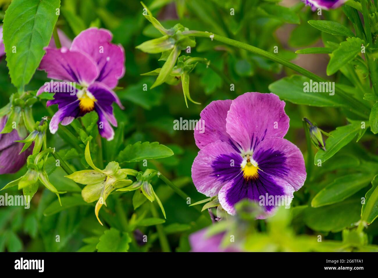 Garden pansy large flowered hybrid plant cultivated as a garden flower ...